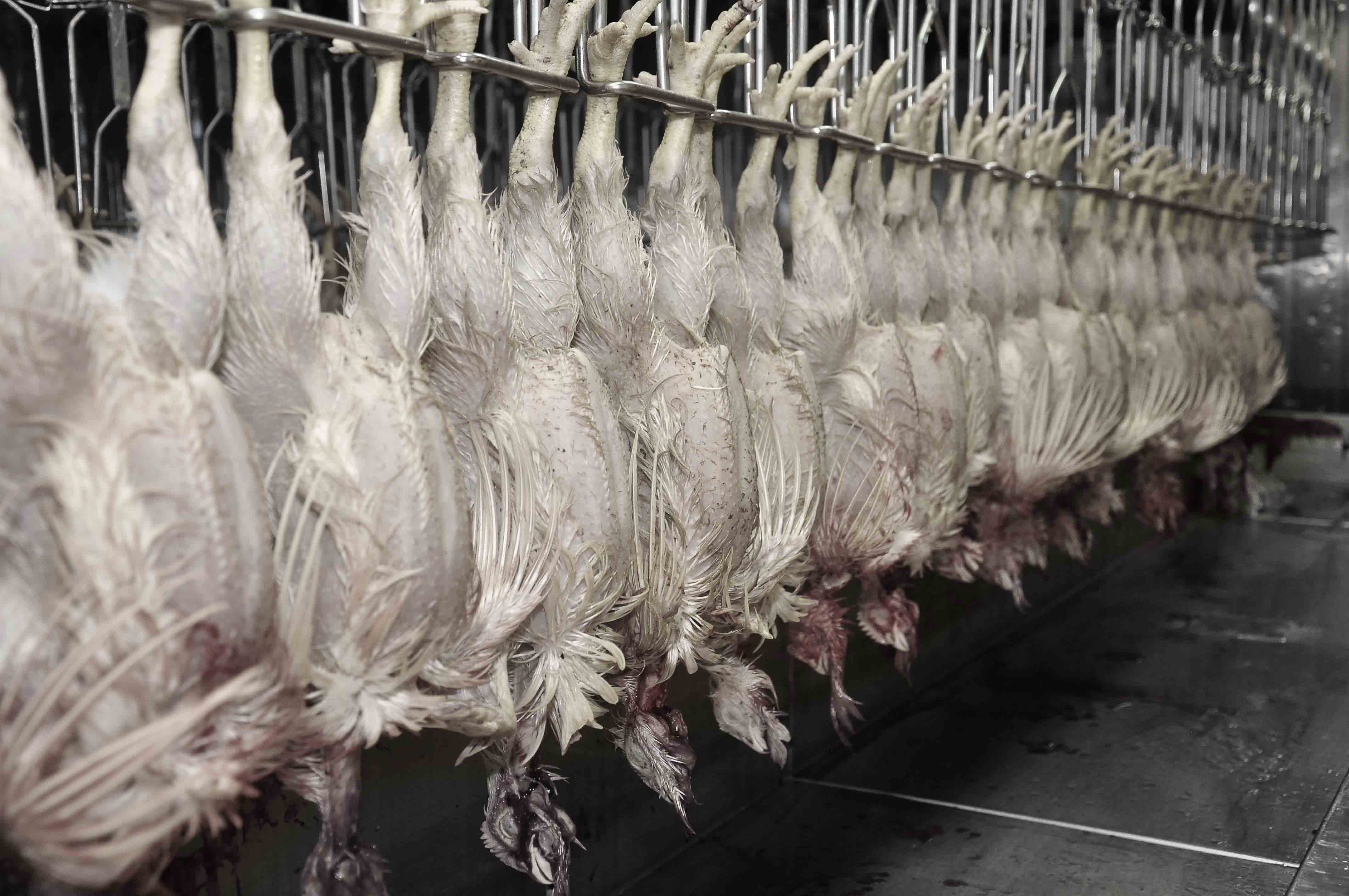 Bleeding-3 - HLRB Processing Sdn bhd