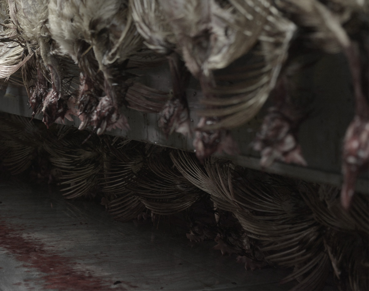 Halal Slaughter Procedures - HLRB Processing Sdn bhd