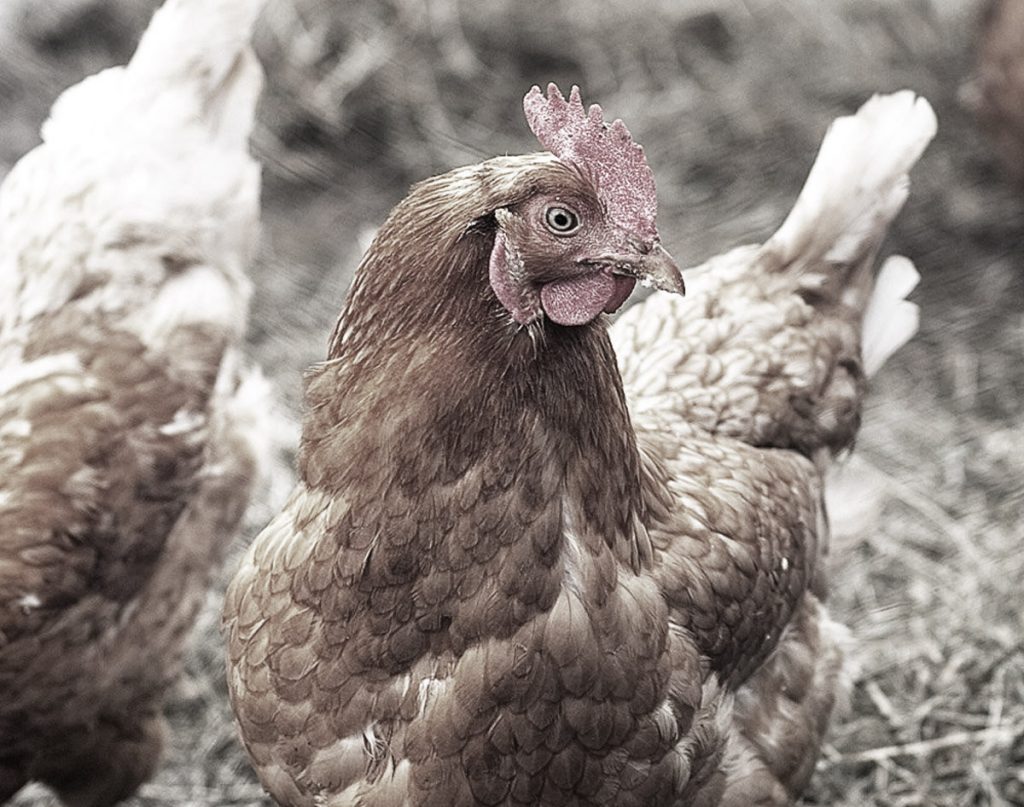 Halal Slaughter Procedures - HLRB Processing Sdn bhd